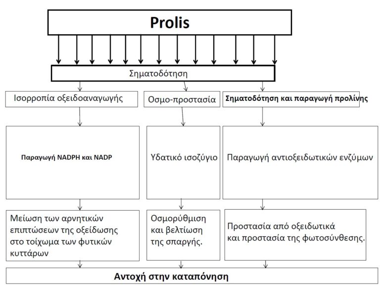 Prolis – Pangeafert